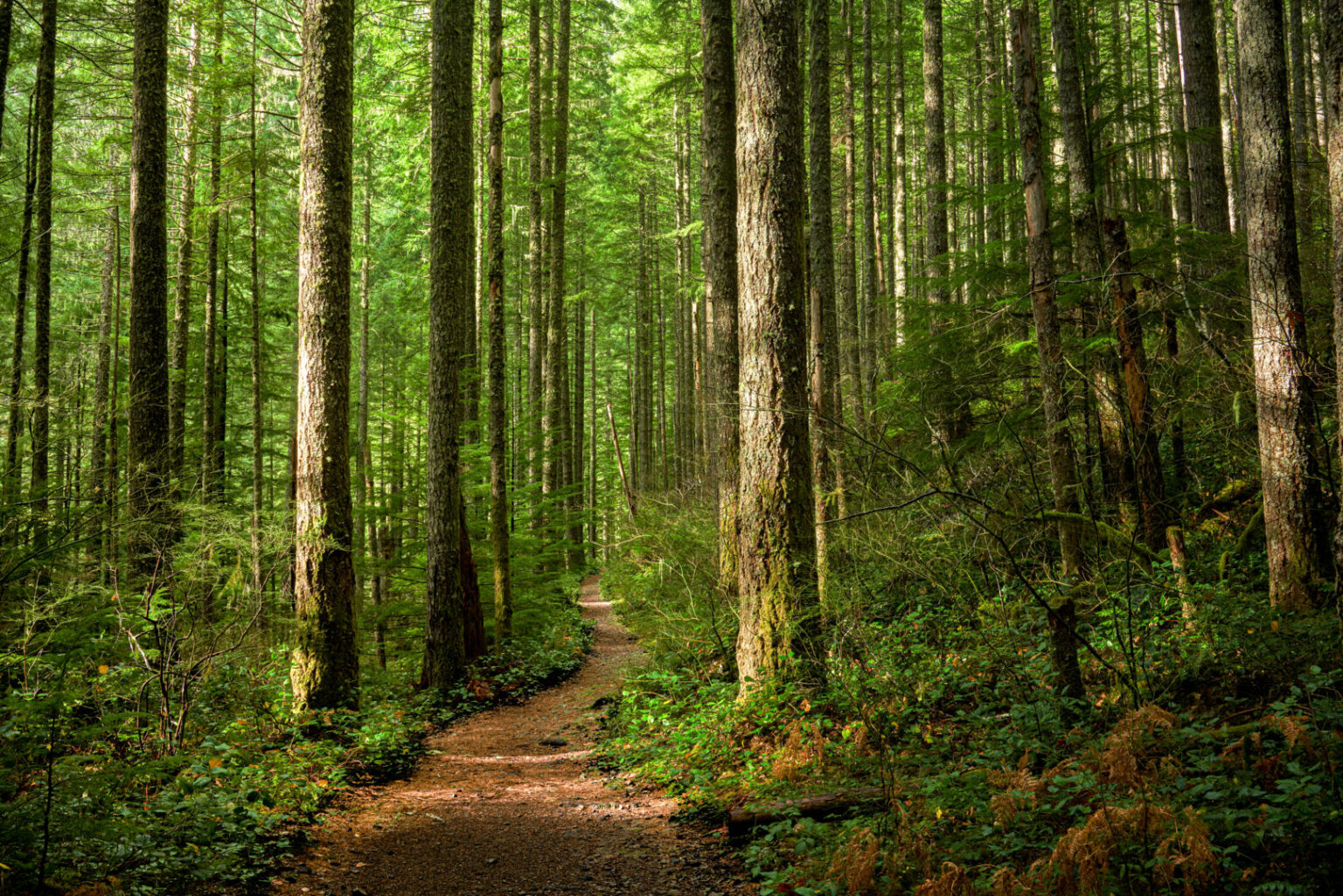 European Commission Releases New EU Deforestation Regulation Measures ...